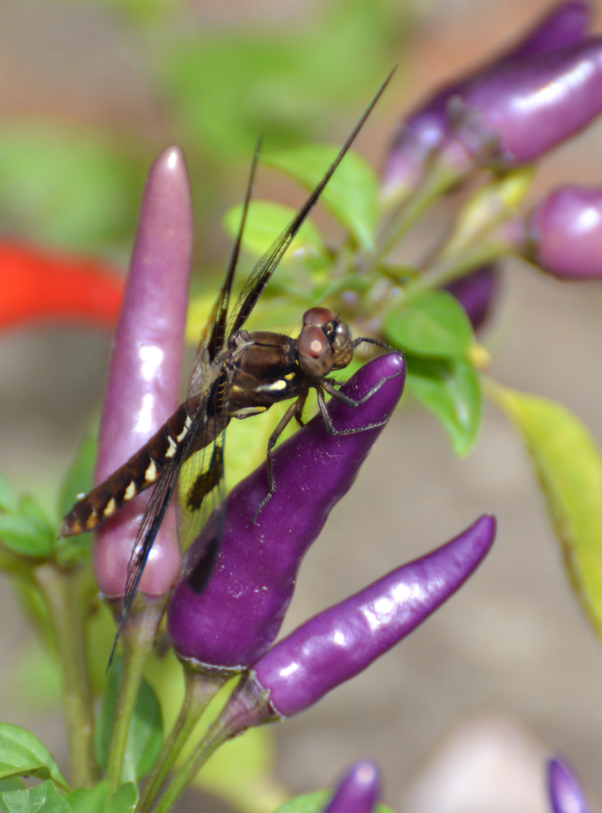 Purple Pepper Eater | imagesbyvandyne